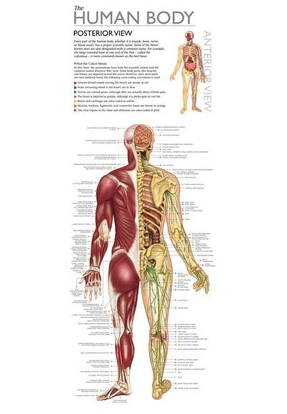 Discover the Human Body Educational Wall Chart